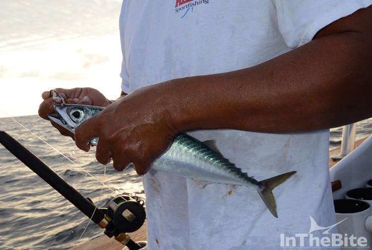 Making Live Tinker Bait - InTheBite