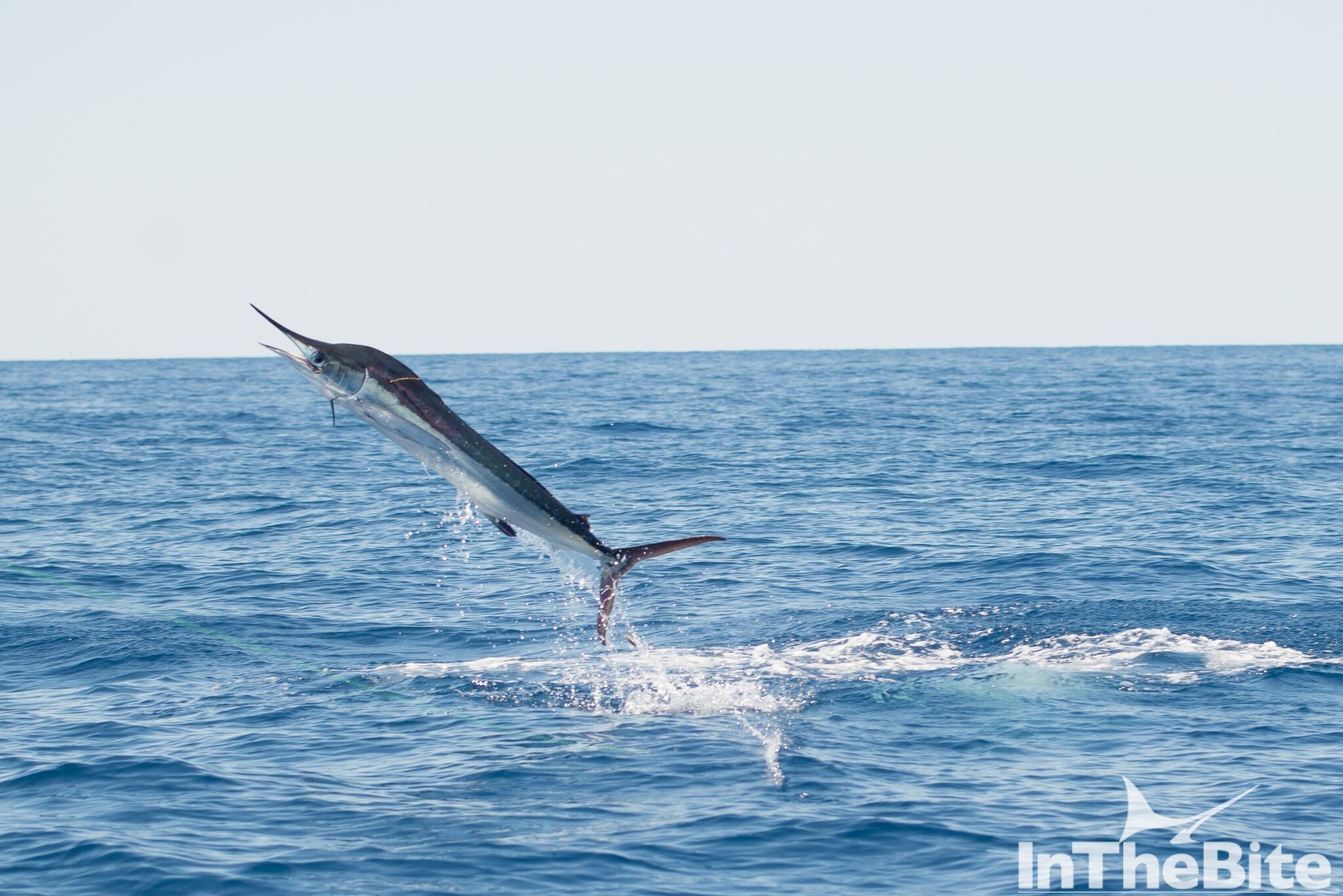 Shortbill spearfish - Alchetron, The Free Social Encyclopedia