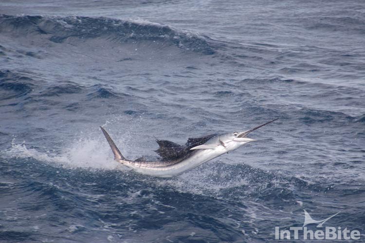 Team Liquid Wins 79th Silver Sailfish Derby Results - InTheBite