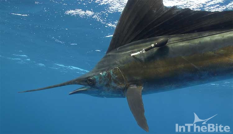 Amazing Atlantic Sailfish Migration Study Reveals Groundbreaking ...