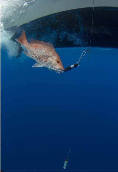 Renewed FishSmart Program Aims to Strengthen Conservation - InTheBite