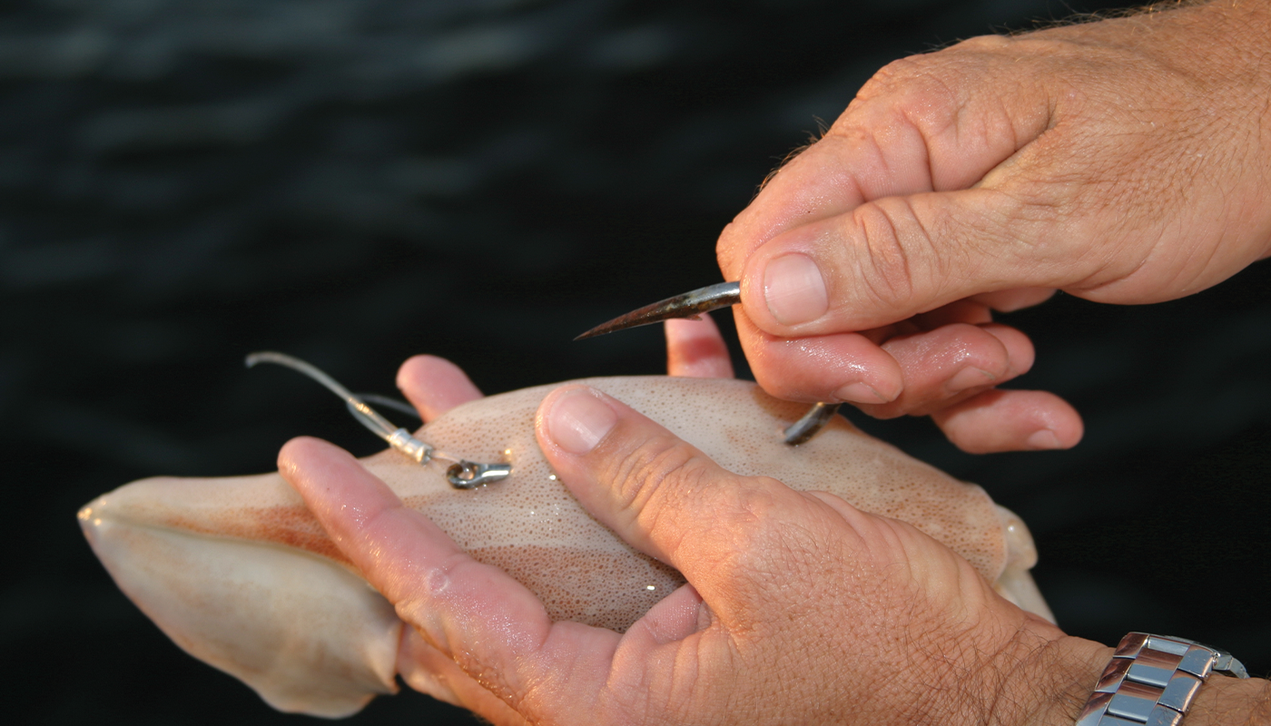 Tackle Tips: Swordfish Squid, Bow Lines and Live Bait - InTheBite