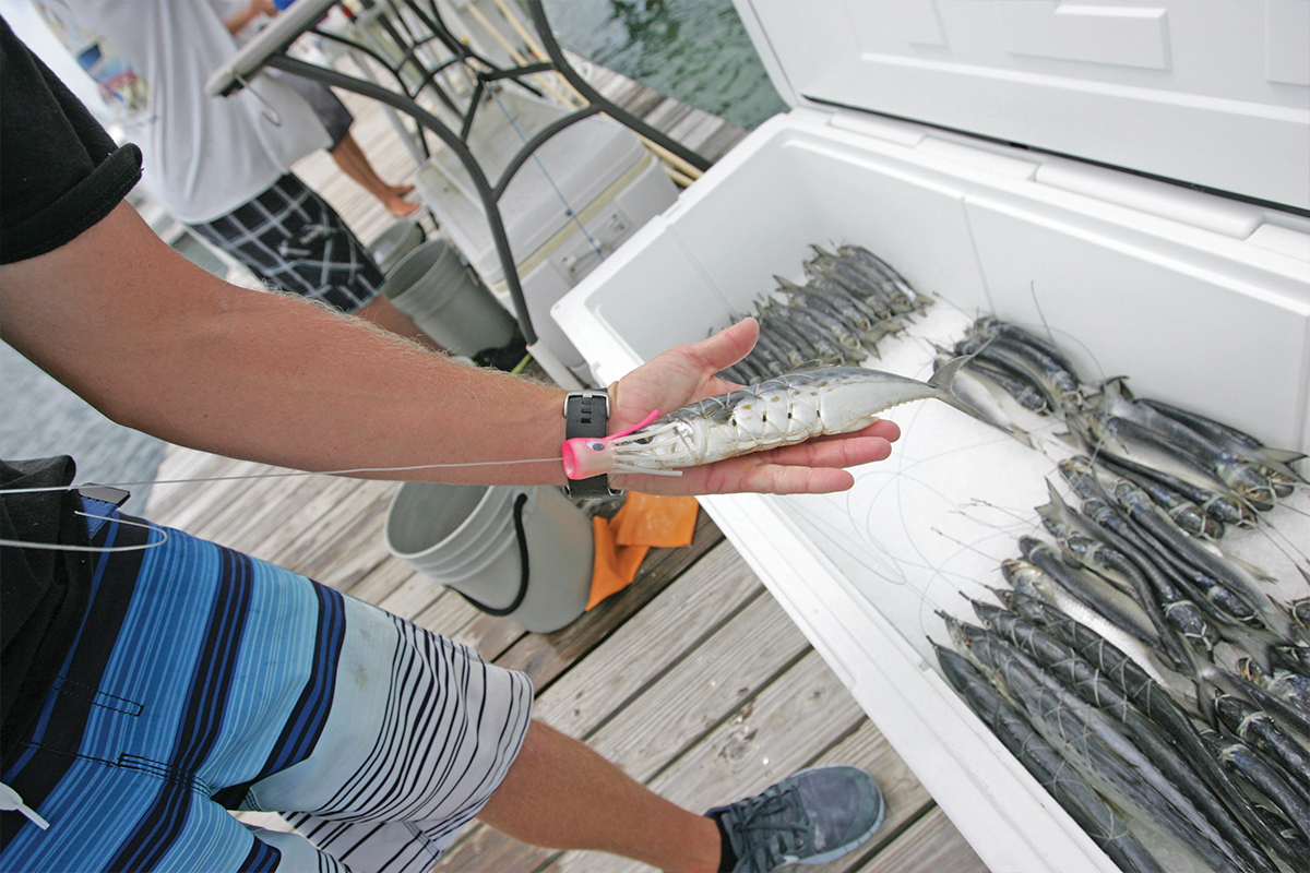 Mastering the Art of Premium Offshore Bait Selection