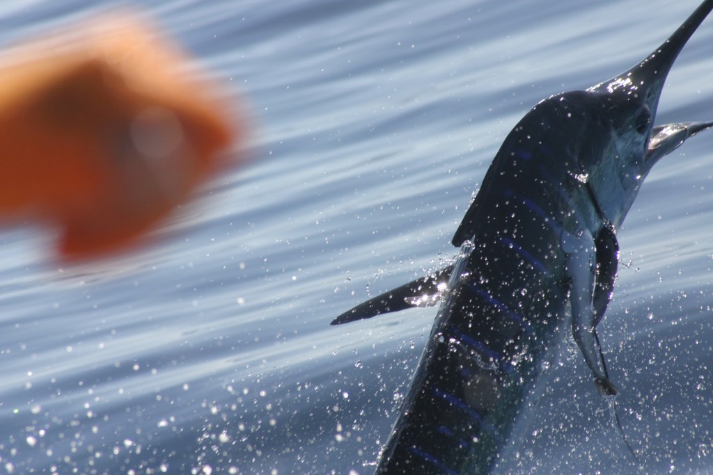 Fighting Big Fish From A Center Console - InTheBite