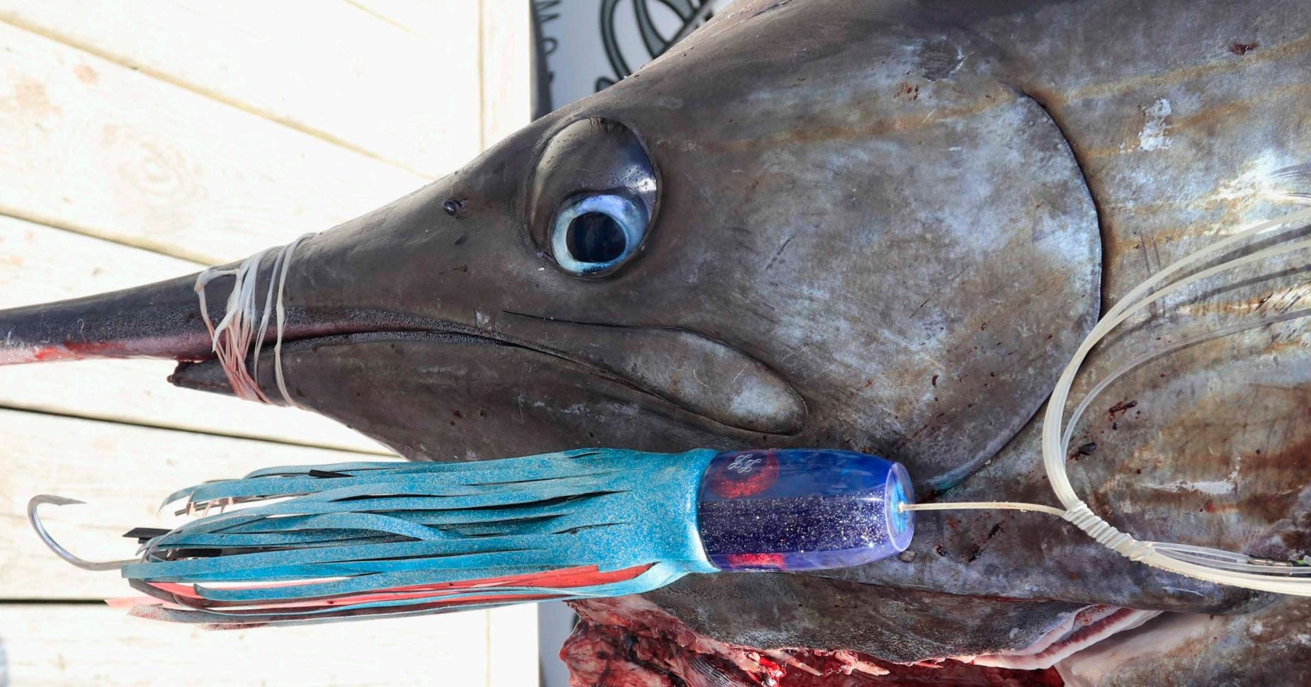 Blue Marlin Fish Benefits at Brooke Fitzroy blog