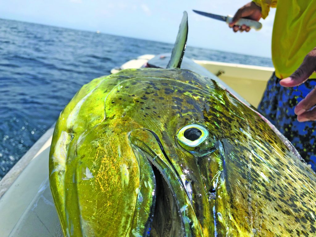 Chef's Take: Dolphin - InTheBite