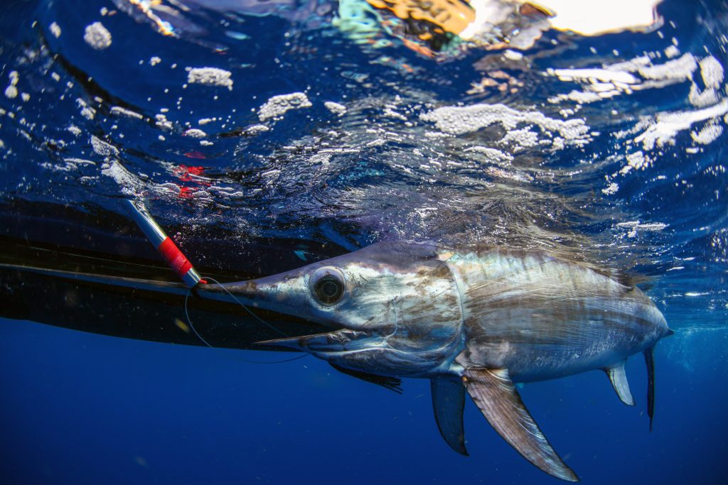 Satellite Tagging Reveals the Secrets of Swordfish - InTheBite